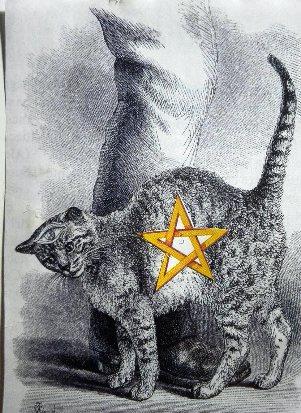 PSEUDOBRUITISMUS AFRICAMUS: El Gato Filosófico