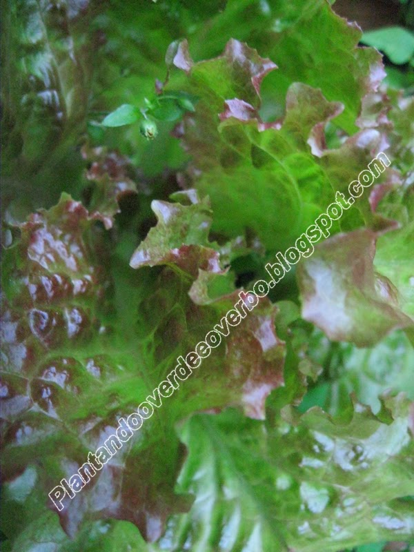 Plantando o Verde e o Verbo: Temos alfaces.