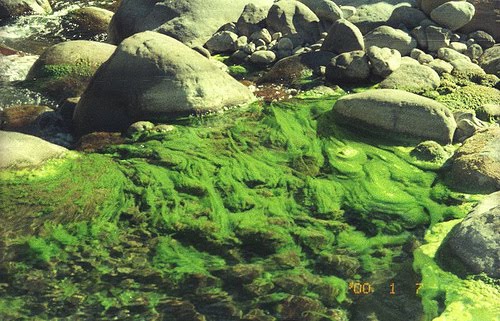 The Dragon's Tales: Phylogenetics Show Green Algae Closest to Ancestors ...