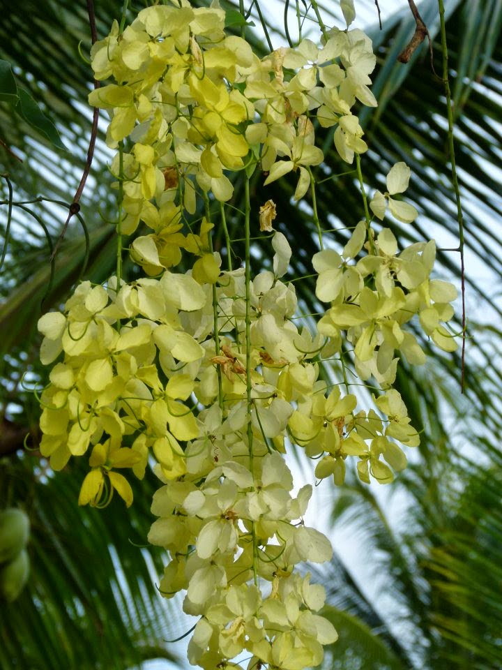 Travel - Birthday Paradise in Mauritius at the Maradiva - Roses and ...