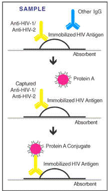 HIV TRI-DOT ~ Medical Laboratory Technologist