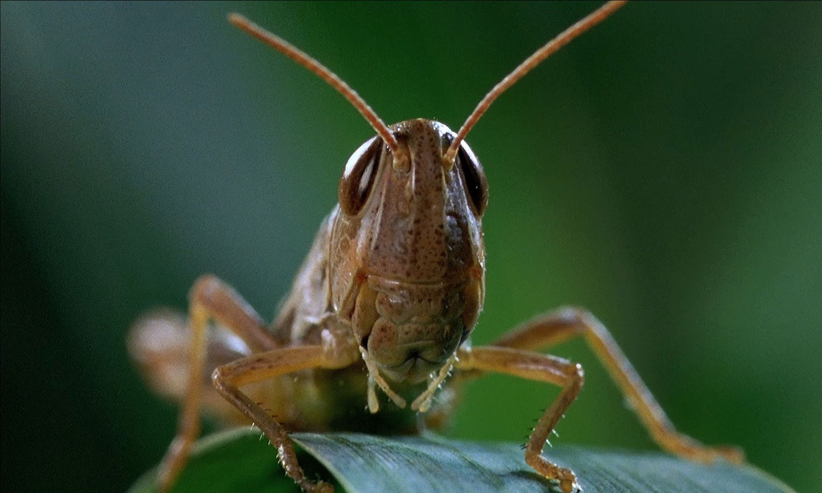 The Beautiful Film Frames: Microcosmos (1996) Blu-Ray Screenshots