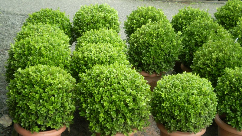 AgroBonômica: Buxo (Buxus sempervirens L.) por Ir. Cirilo José