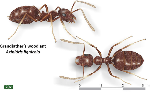 - Ants of Southern Africa -: Ant Catalogue: Southern Africa