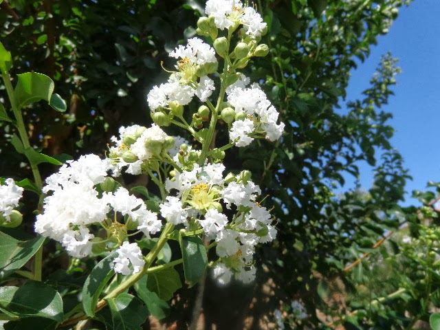 De Tudo Um Pouco!: Resedá