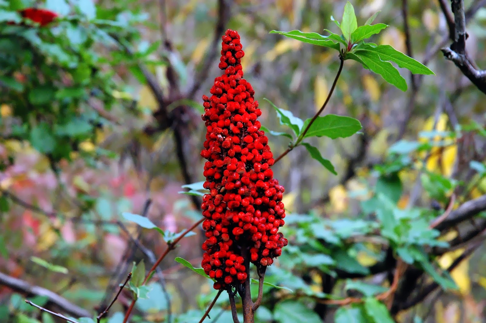 Field Biology in Southeastern Ohio: October 2013