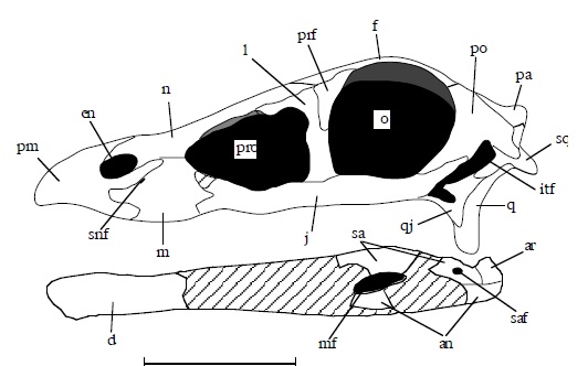 Waxing Paleontological: Faux Theropods