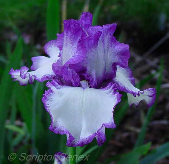 RAMBLES FROM MY CHAIR: ABC Wednesday – I is Iris