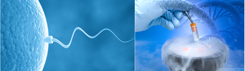 LET’S TALK ABOUT VITRIFICATION – Assisting Nature