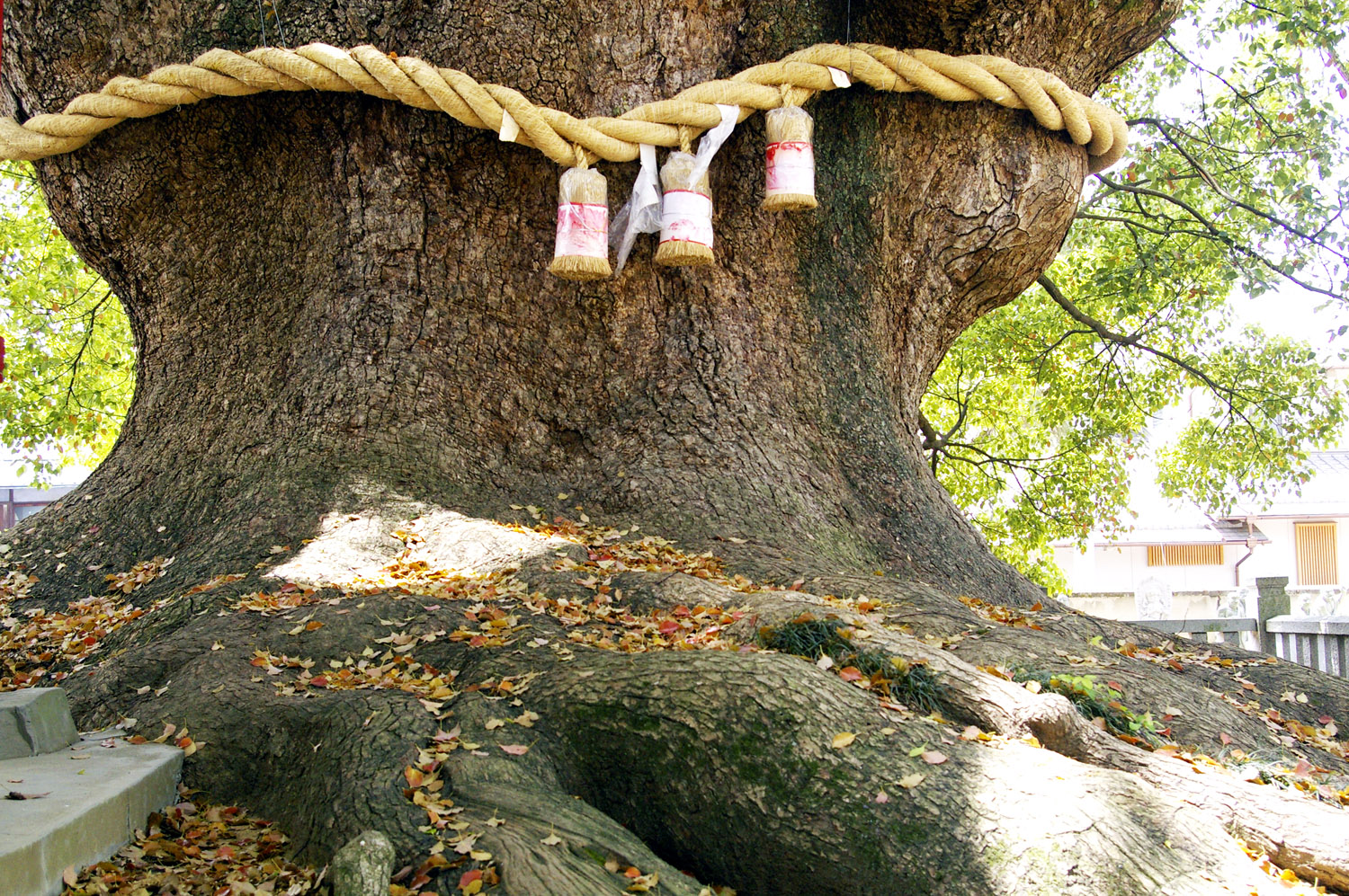 Poradnik. Przewodnik po shintoizmie dla zielonych - Z uśmiechem przez ...