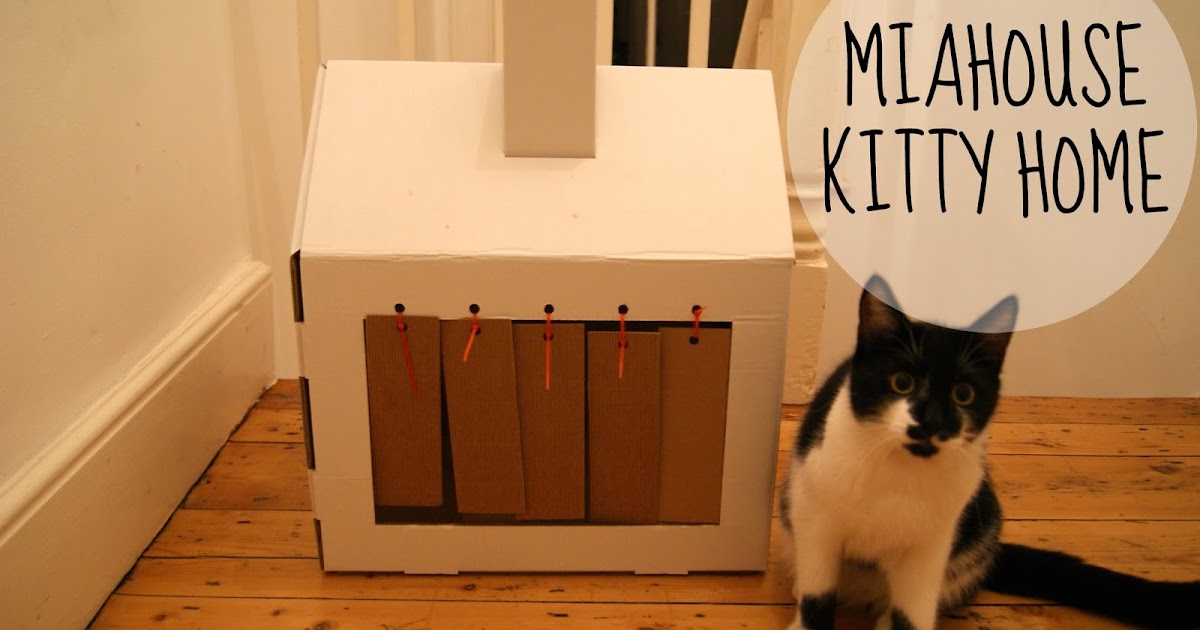 My Cat now owns a home - Time2Gossip