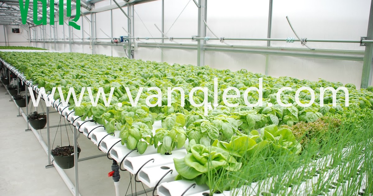 Introduction of Automatic Planting Production System For Hydroponic ...