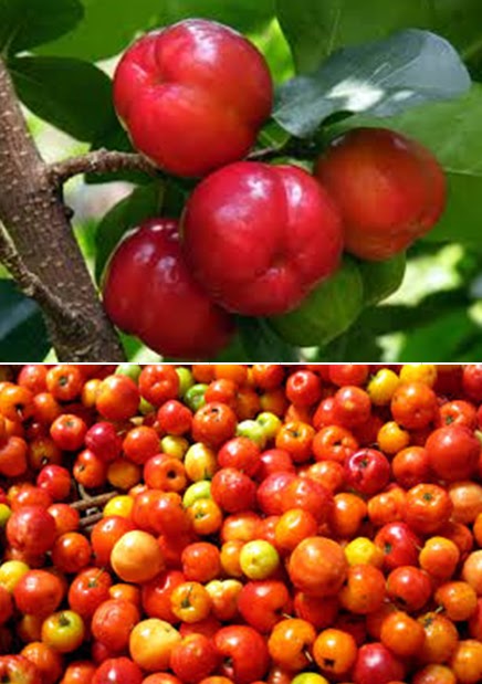 All about Ayurveda and Herbs: Acerola, West Indian Cherry