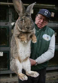 Fantastica Animal: Flemish The Giant Rabbit