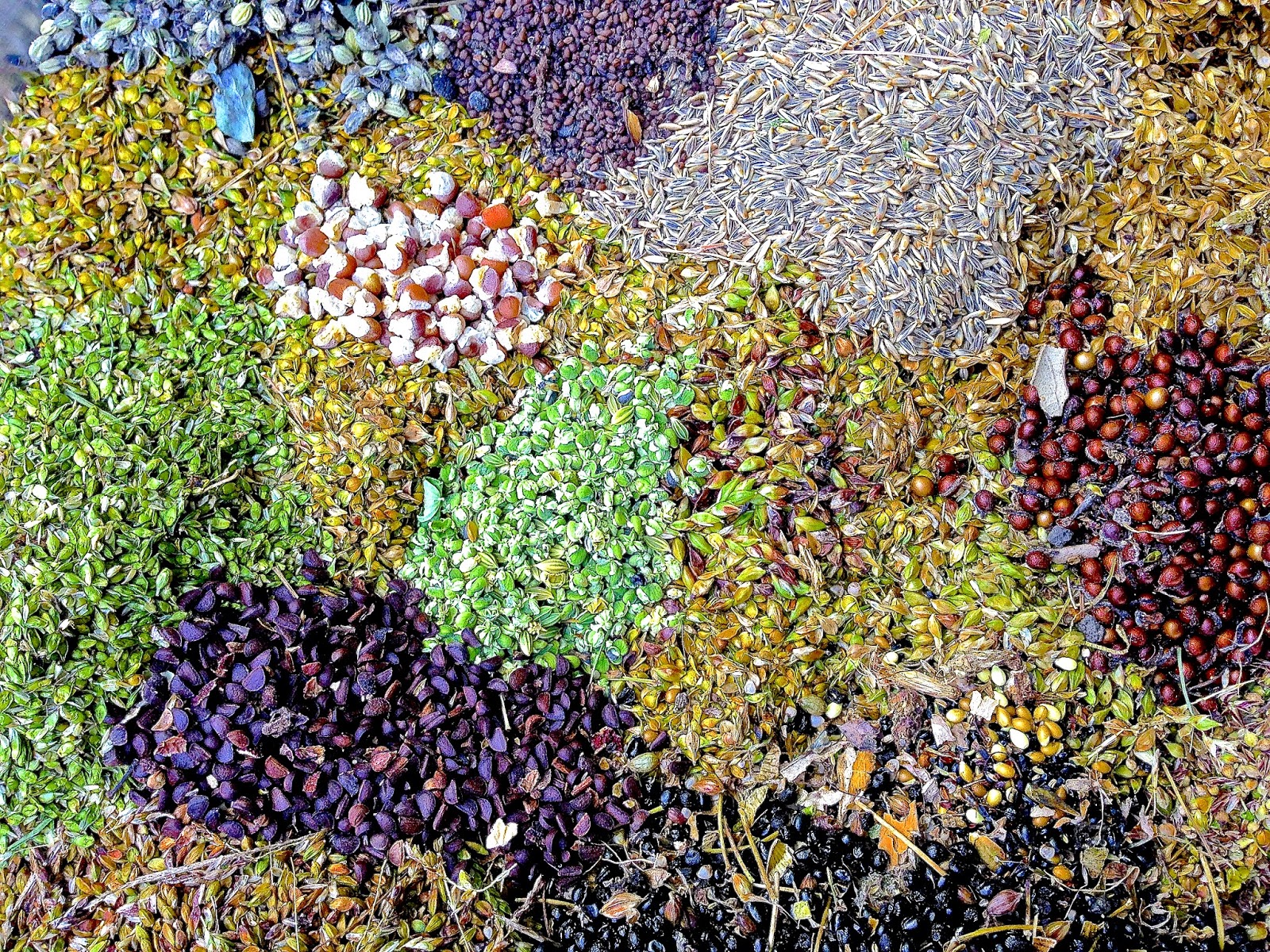 Strategies for Stewards: from woods to prairies : Where to Broadcast ...