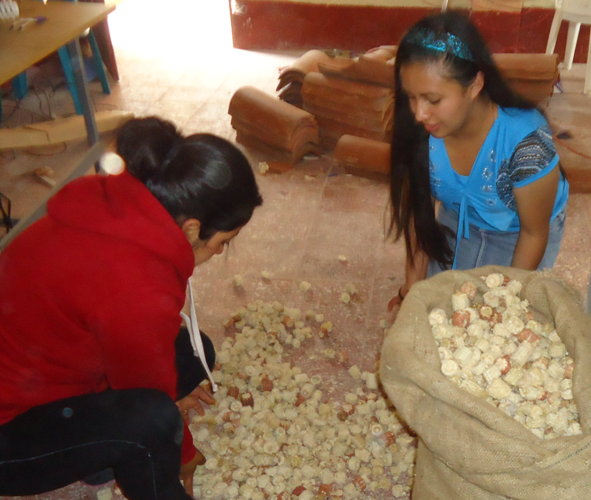 cultivo de hongos en olote: HONGOS OSTRA EN OLOTE