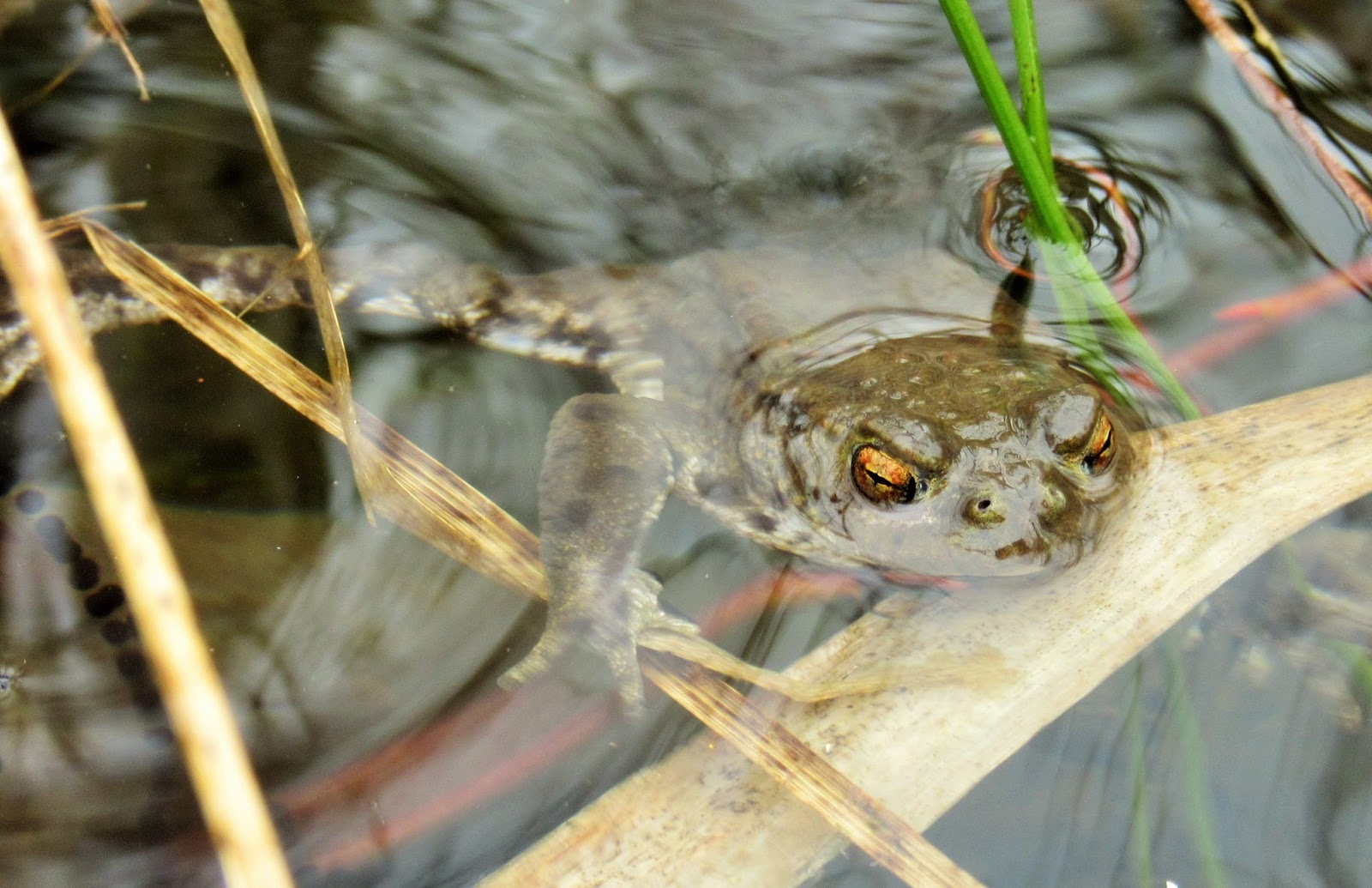 Bug Mad Girl: Eye of newt, and toe of frog