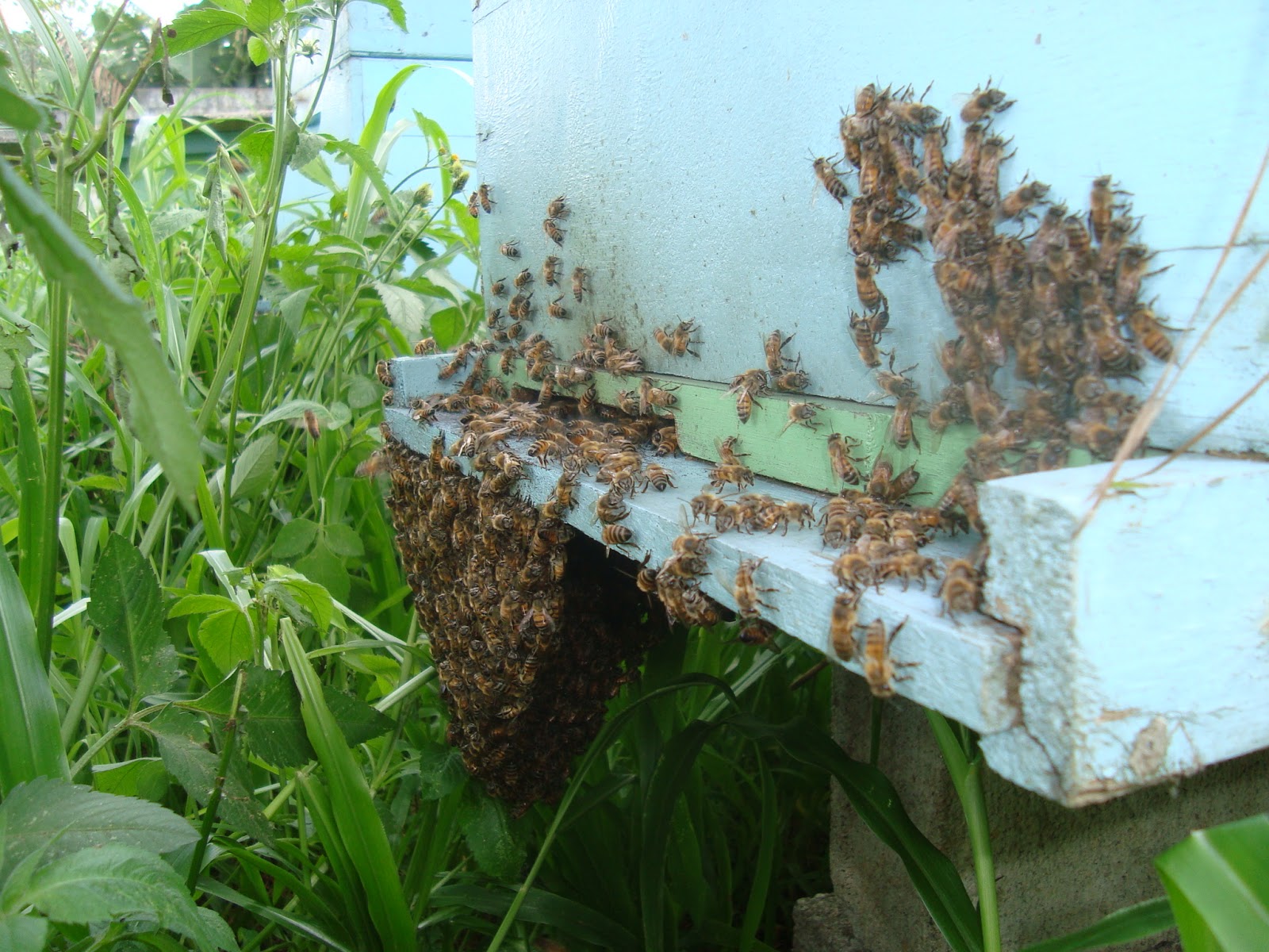 Apicultor e Produtor Vicente do Amaral: Revisão das Colmeias