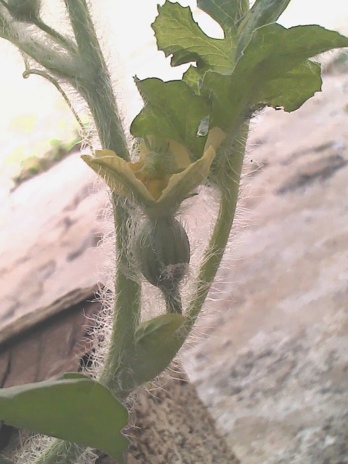Foto Blog Puerto Rico: Planta de Melón en Tiesto