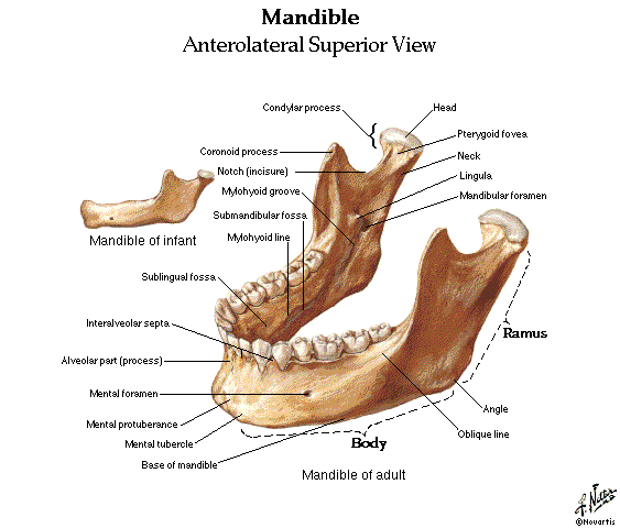 Dentistry and Medicine: Head and Neck Anatomy,Muscles,Blood Supply ...