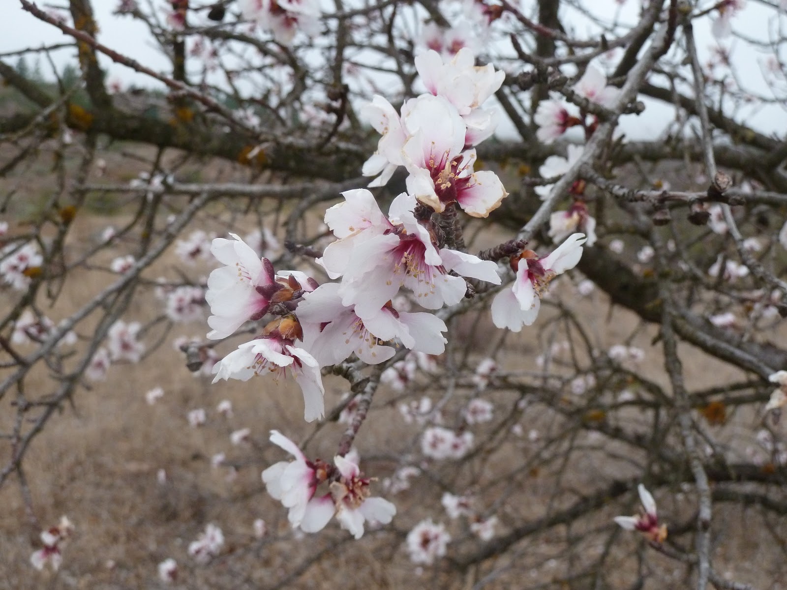Montañeros de Uzapa: RUTA DEL ALMENDRO EN FLOR DE FASNIA