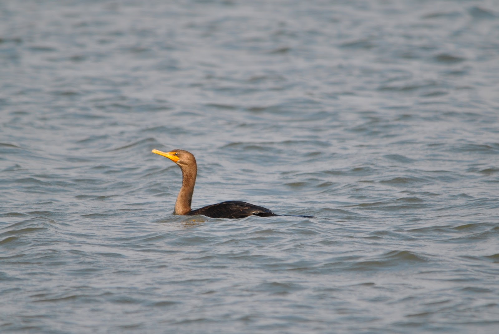 Urban Wildlife Guide: The Double-Crested Cormorant