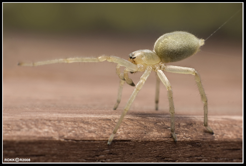 MACROEXPERIENCE: RAGNI