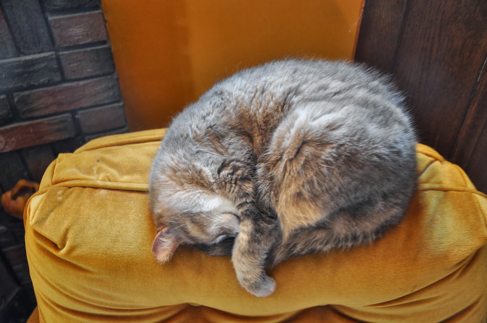 Through My Canadian Eyes: HONORABLE CAT