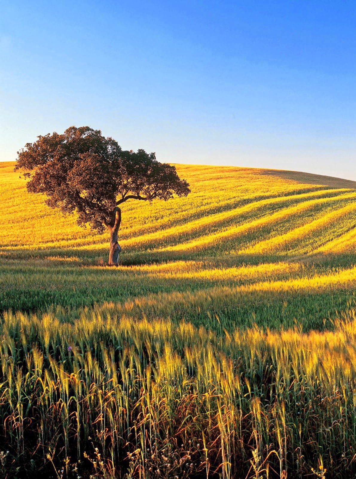 Ai mê rico Algarve!: Paisagem e alimentação