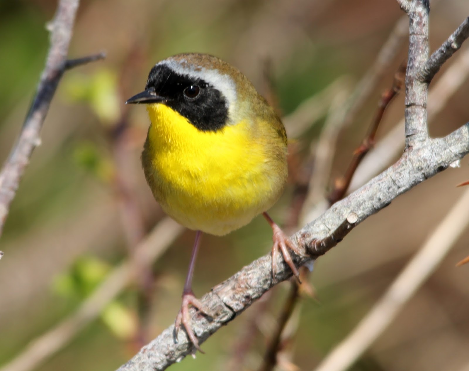 Here and There: Day 143 - 22nd May 2016 - Common Yellowthroat, Yellow ...