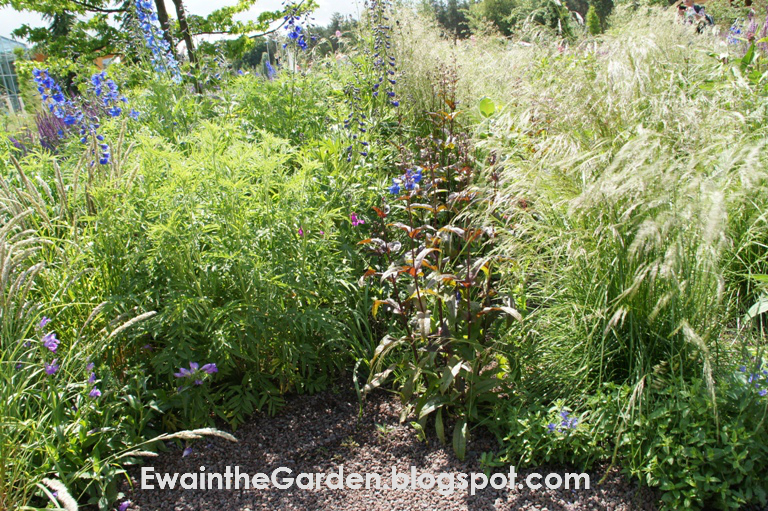 Ewa in the Garden: 9 photos of easy Prairie Garden