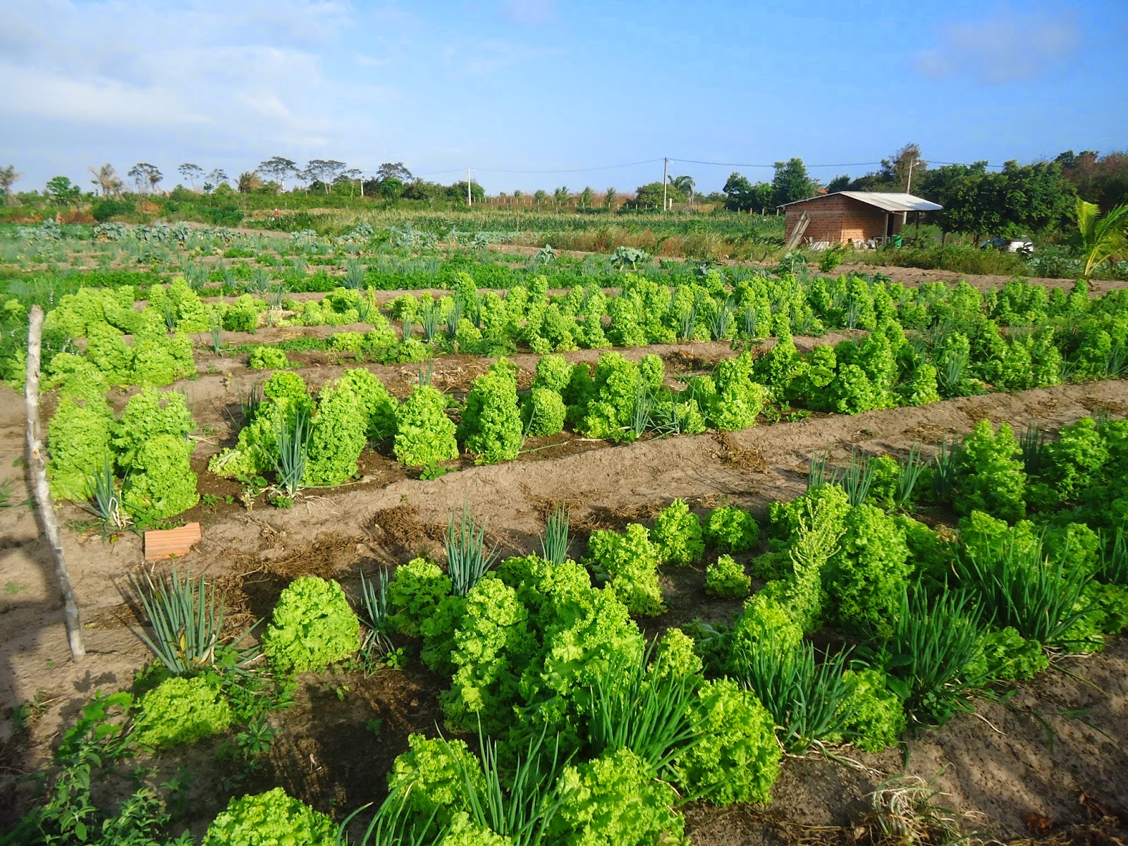 A CONQUISTA É DE TODOS!: COMSEA e CAISAN de Paço do Lumiar realizam 1ª ...