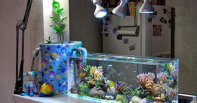 Pemandangan Eksotik dalam Akuarium Air Laut - Akuarium Ikan Hias