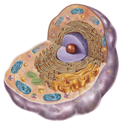 Biology and Geology 1ºESO: News