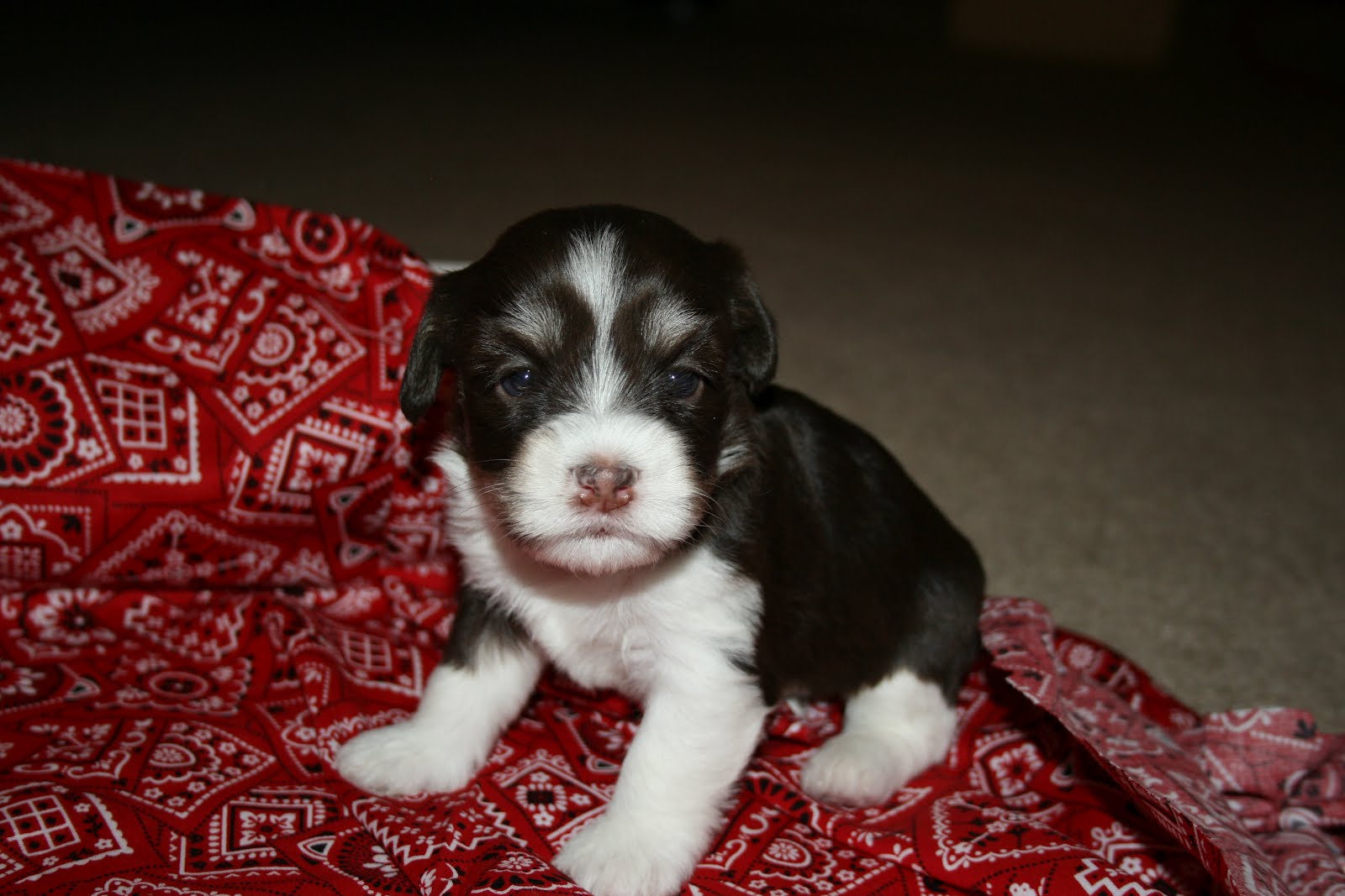 Available Puppies: Havanese puppies are 3 weeks old!