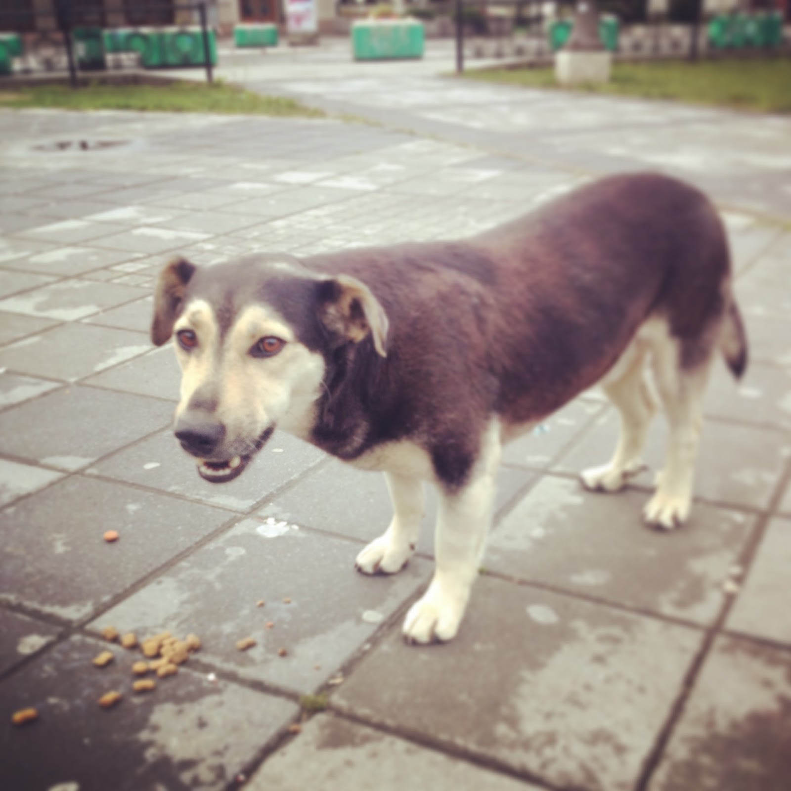 Pound Dogs Toronto Animal Services - dog adoption - animal shelter