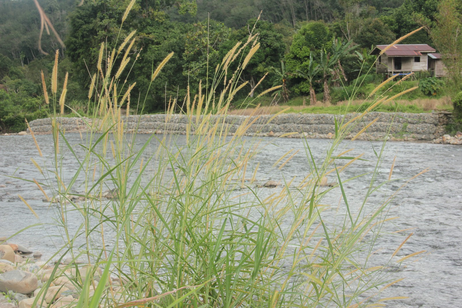 Tamparuli Sabah: December 2011