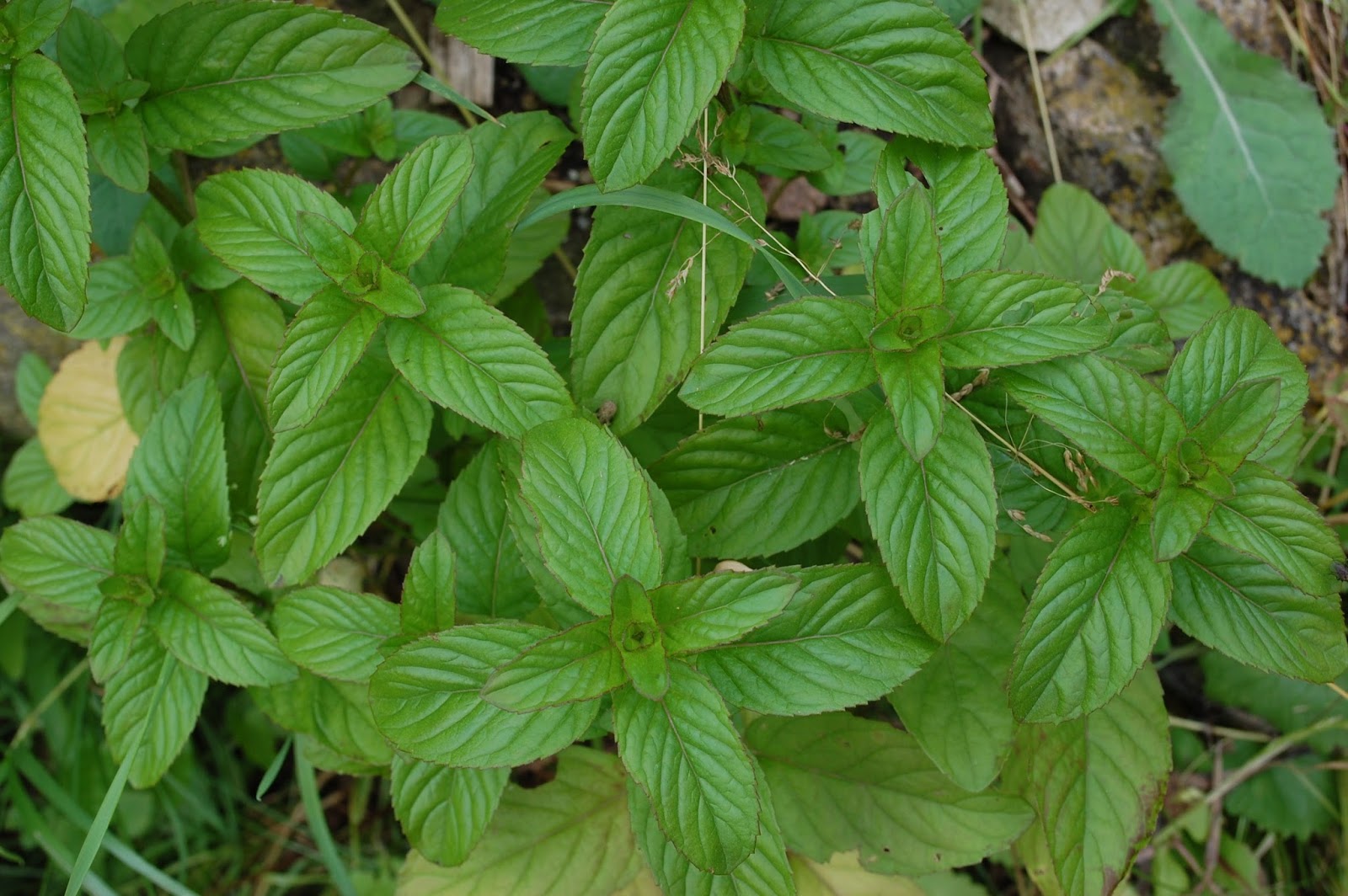 Ze zahrady do kuchyně: Máta