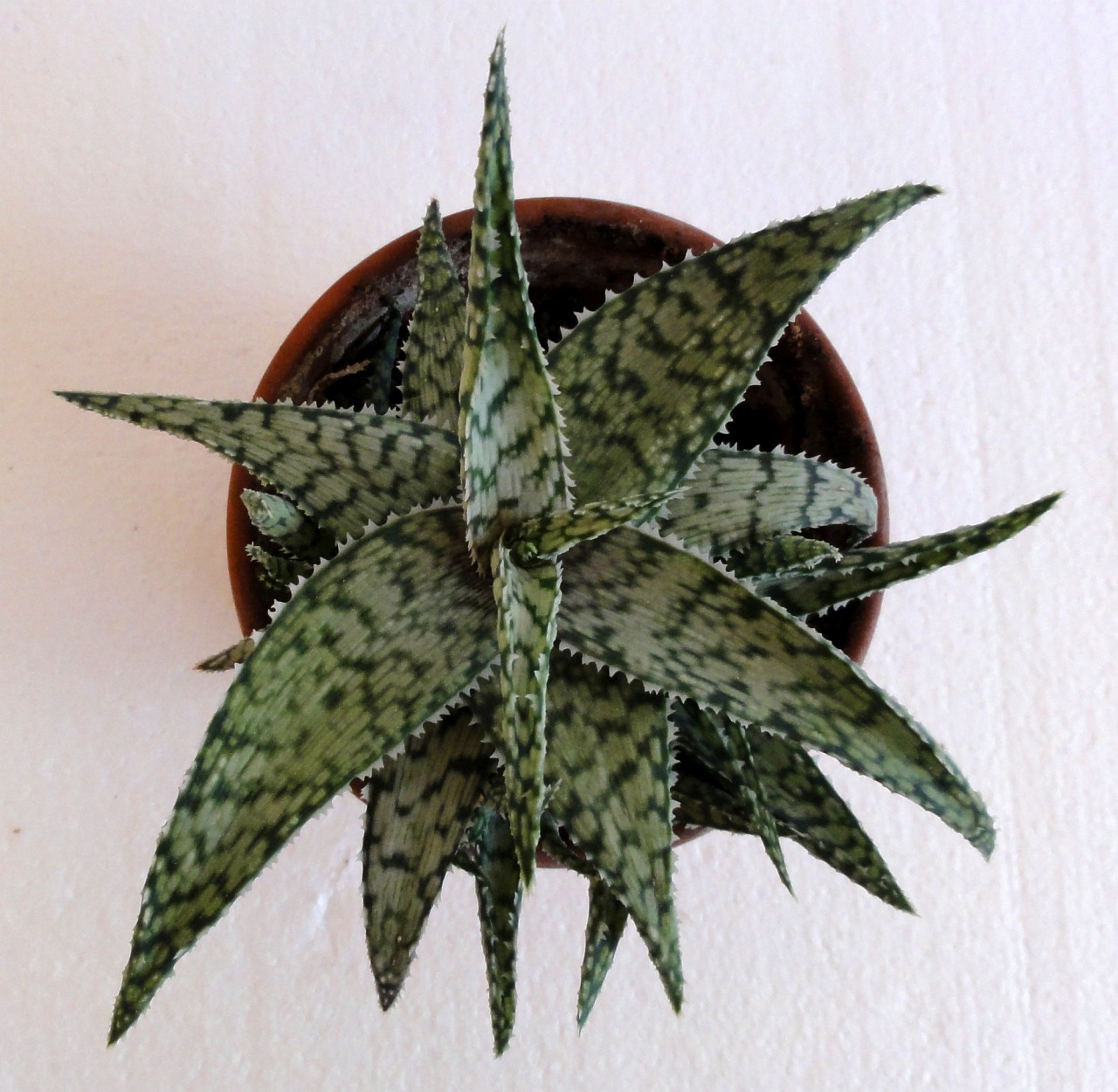 Tillandsia za okny: Aloe cv. Lizard Lips