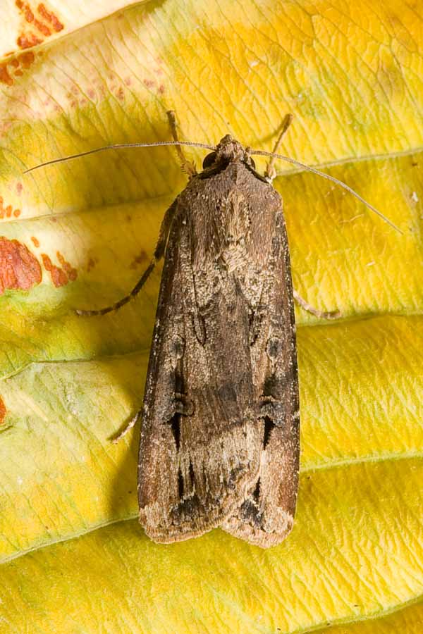 SP9326 Garden Moths: SP9326: 19/09/11 - Dark Sword-grass