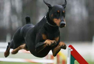 Home Security Guard Dogs: doberman pinscher