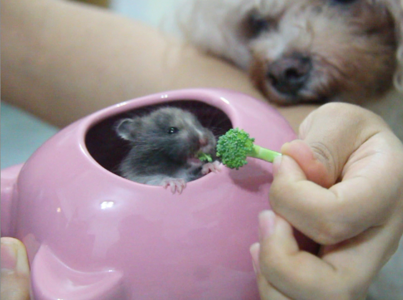 Natural PawPals: Cherimoya the Calico (aka Tortoiseshell Banded) Syrian ...