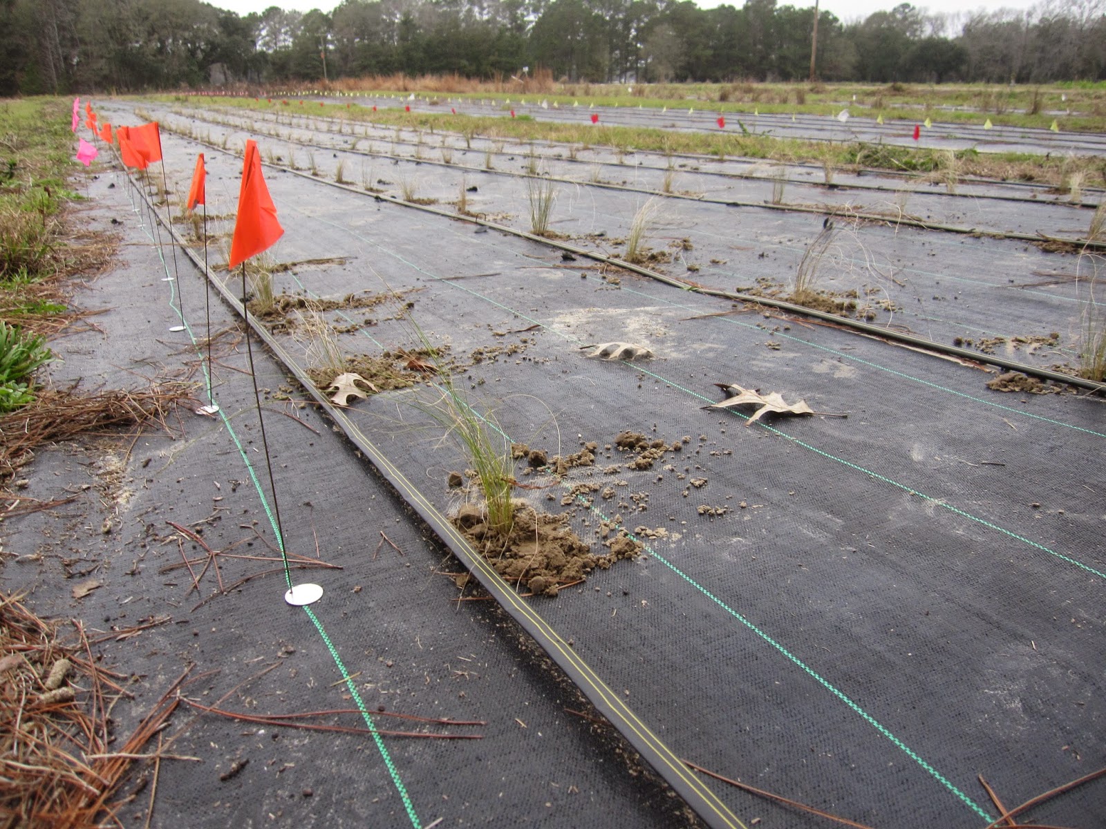 Our Neck of the Woods: Wiregrass planted!