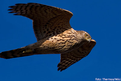 Tina thinks...: Jastrebac - ''zmajska'' planina...