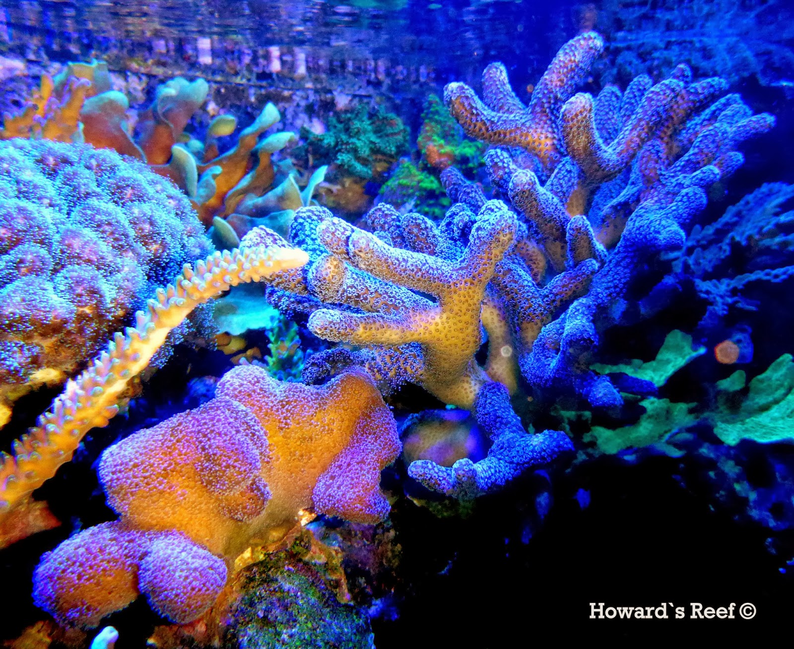 Howard`s Reef: I really admire Stylophora Corals!