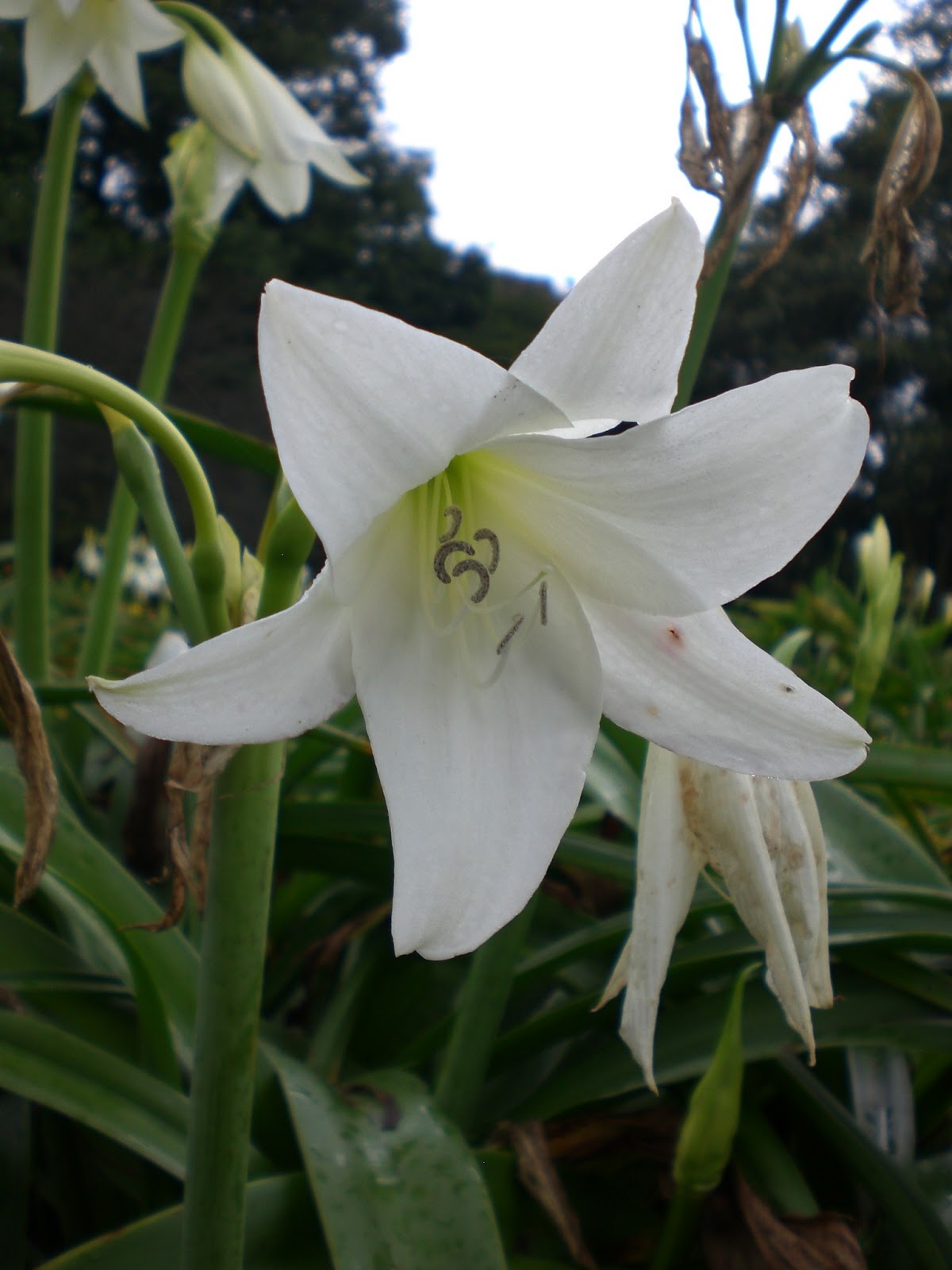 Lilium longiflorum o azucena blanca | Flores colombia