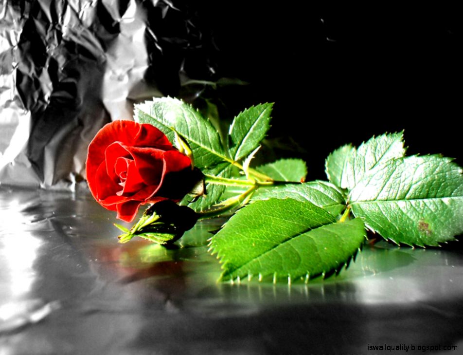 Rose Animated Gif Wallpaper | Wallpapers Quality