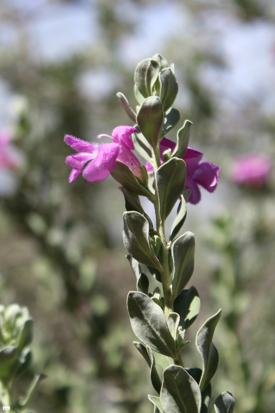 Wildflower Loop Trail, Desert Botanical Garden, Arizona | Caravan Sonnet