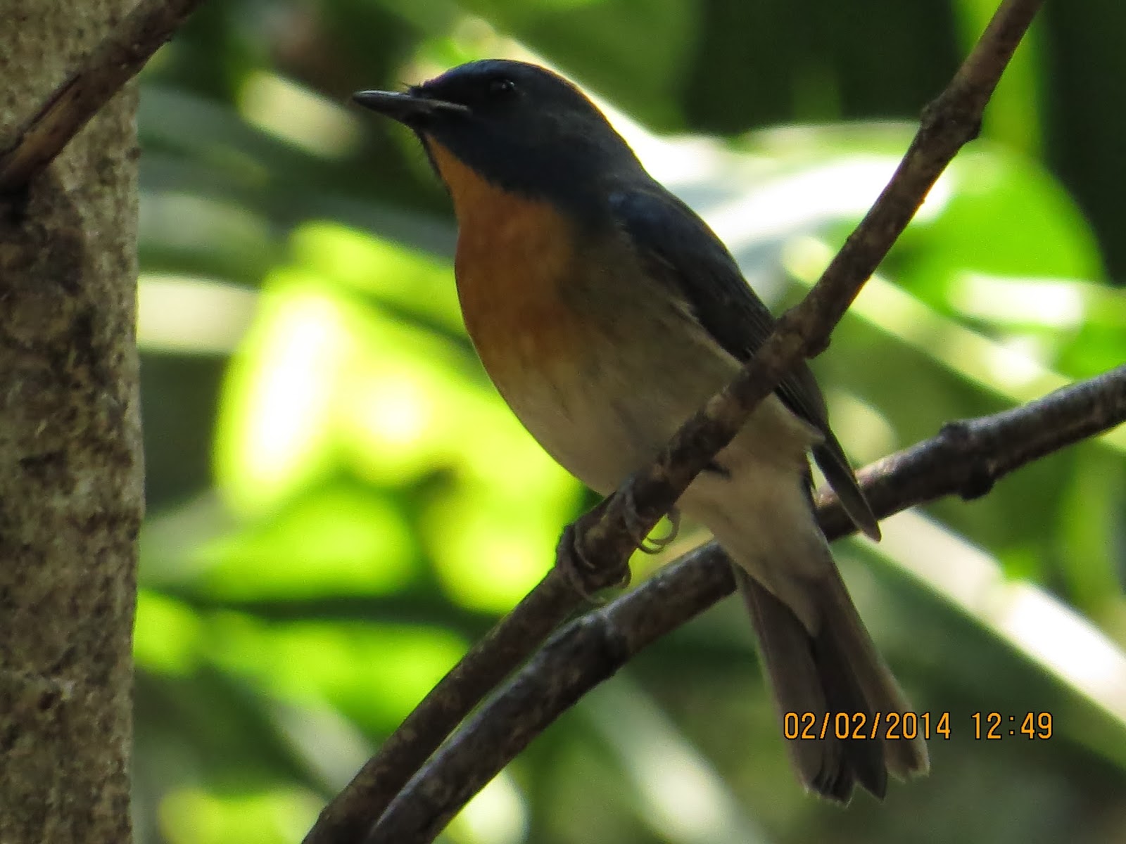 birder's diary: นกจับแมลงพันธุ์จีน Chinese Blue Flycatcher
