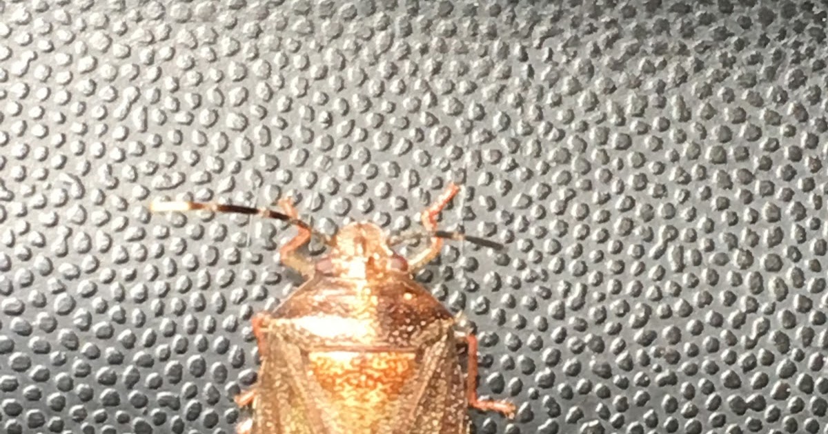 Helder Fotos: Maria Fedida